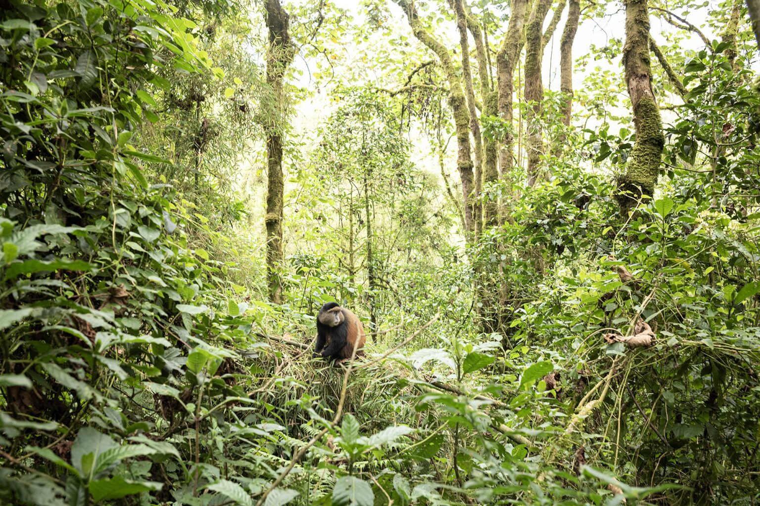 Mount Bisoke – Rwanda’s Crater Lake Volcano Adventure